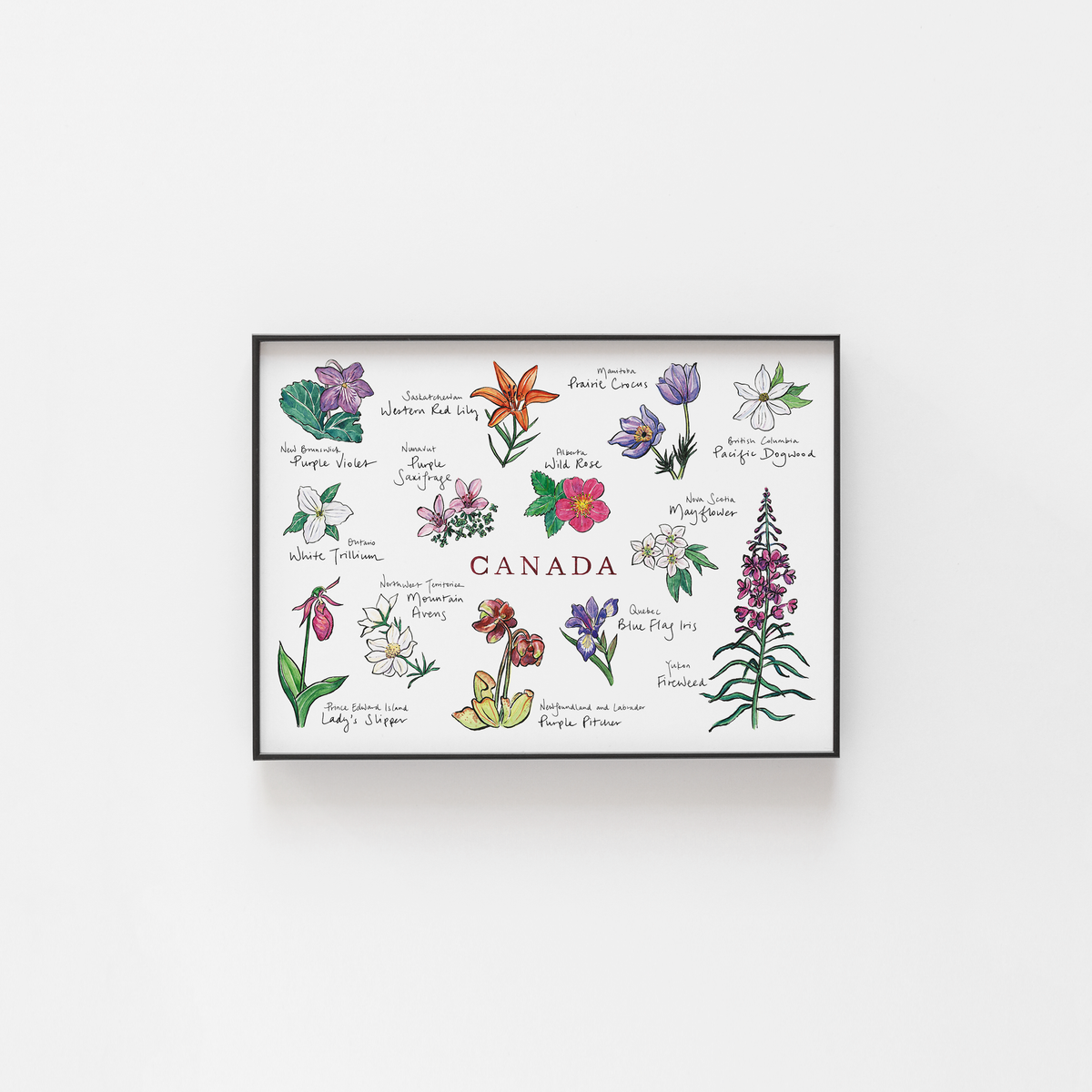Canada Floral Emblems - Archival Print – Silver Antelope