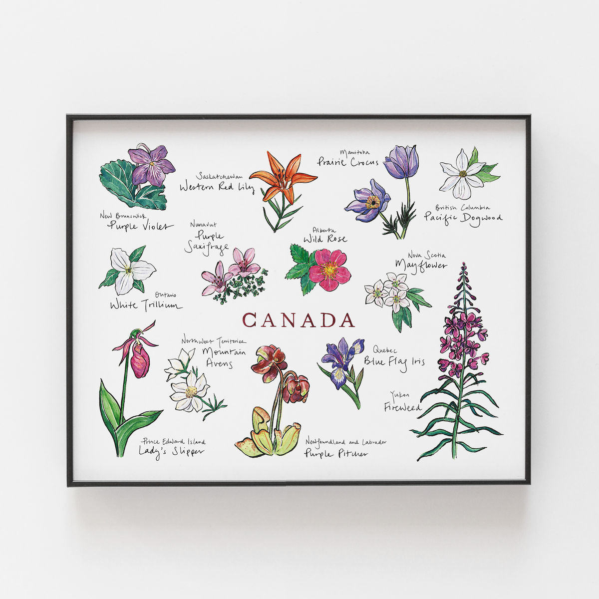 Canada Floral Emblems - Archival Print – Silver Antelope